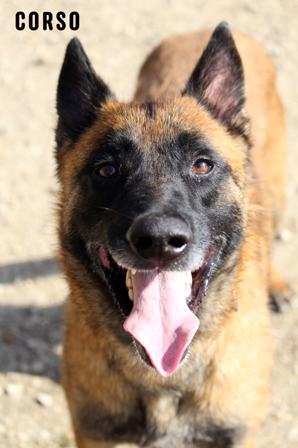 Chiens à l’adoption – Refuge de Sassay