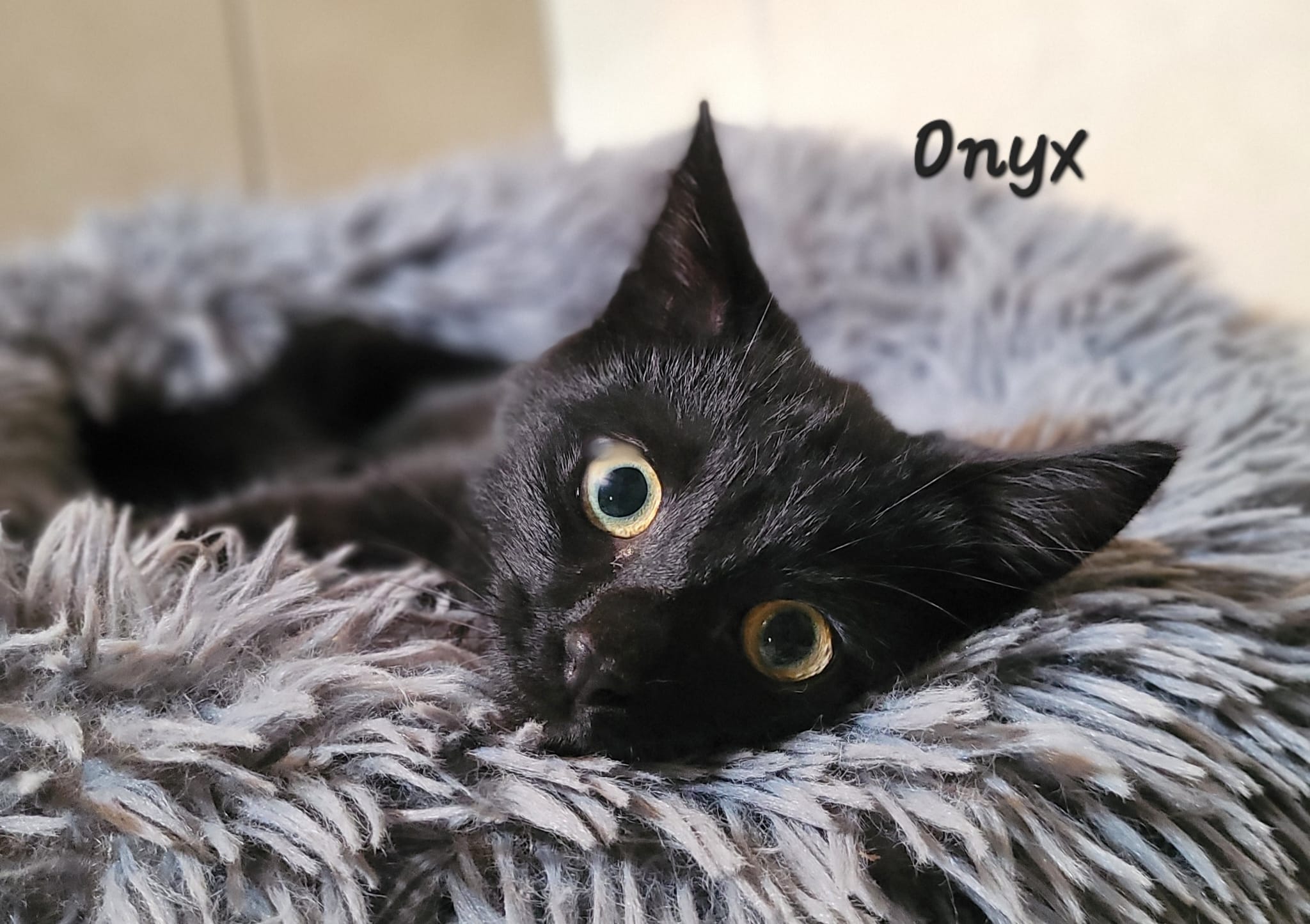 Chats à l’adoption – Refuge de Sassay